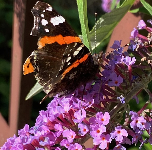 Air pollution dementia – Schoemann